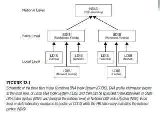 Interpretation of dna typing results and codis | PPTX