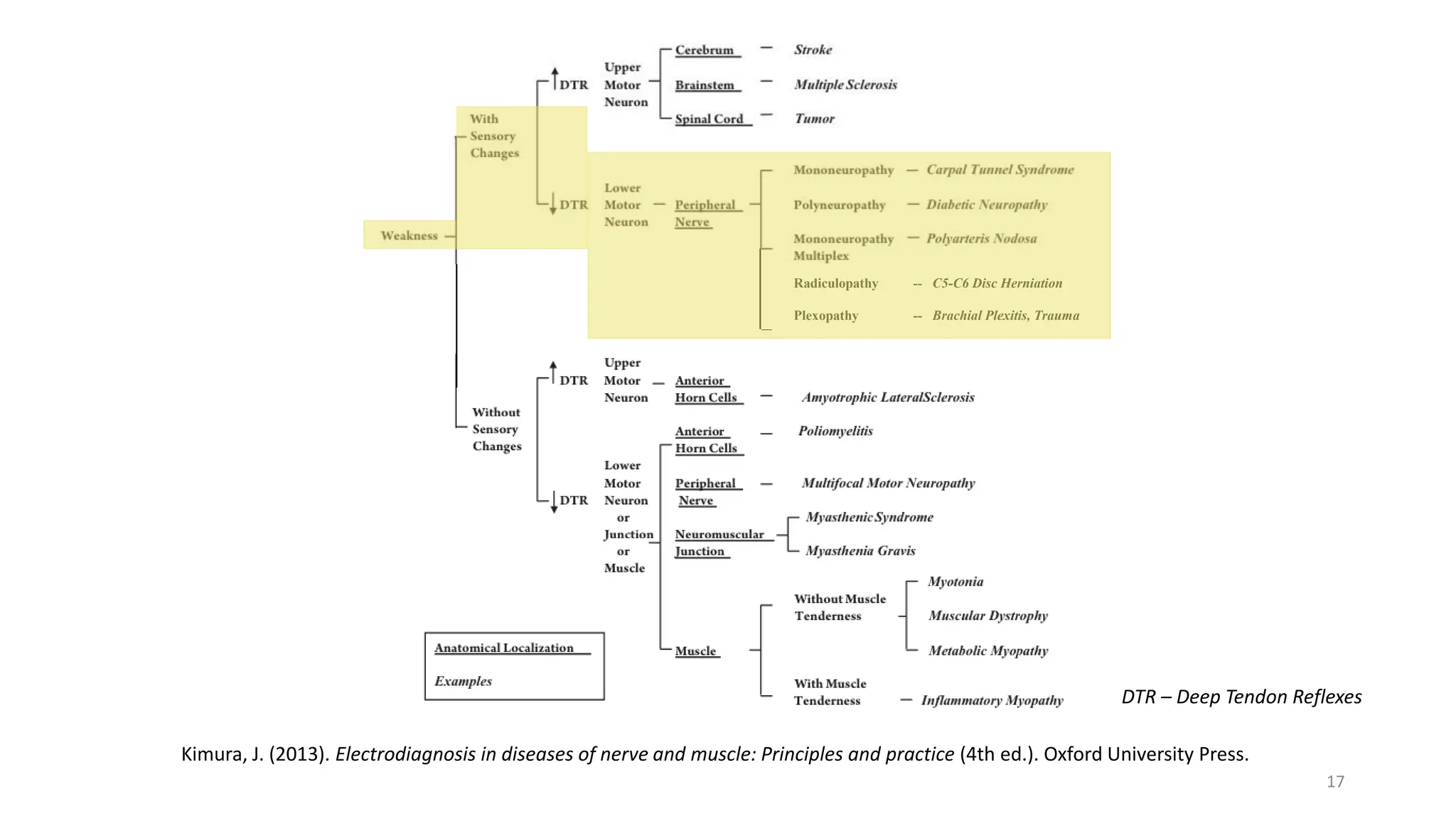 Interpretation of Nerve Conduction Study Findings | PDF