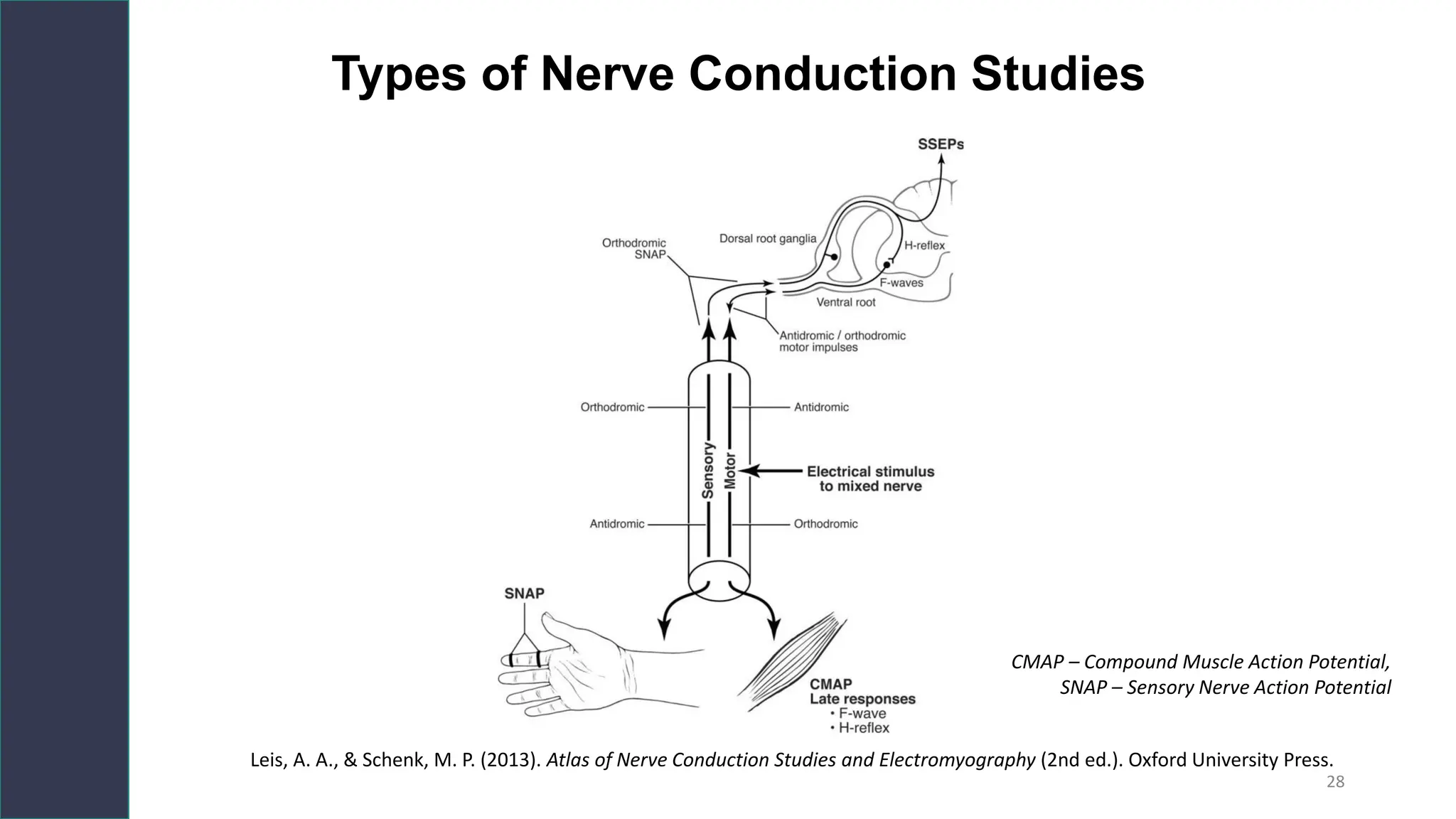Interpretation of Nerve Conduction Study Findings | PDF