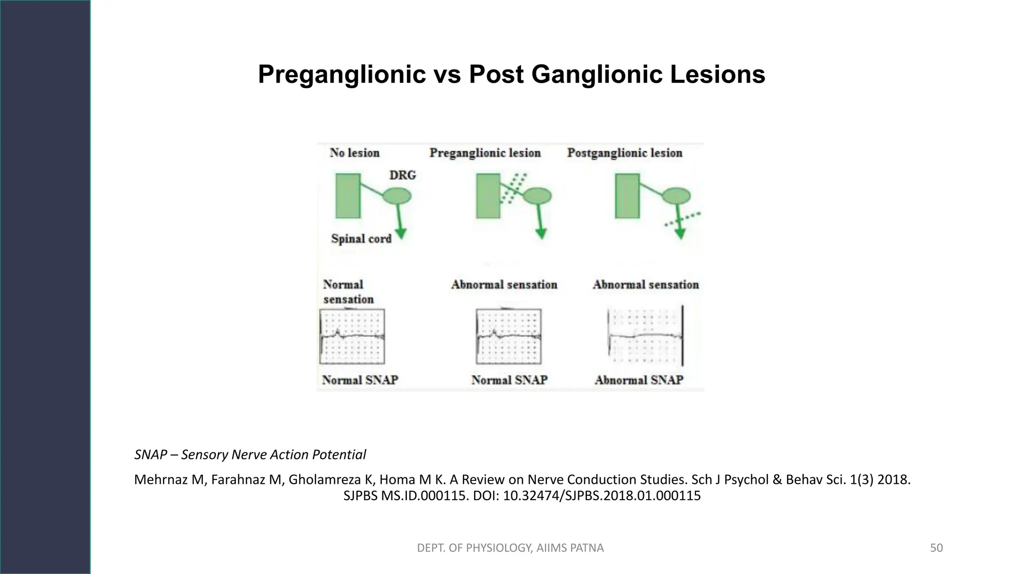 Interpretation of Nerve Conduction Study Findings | PDF