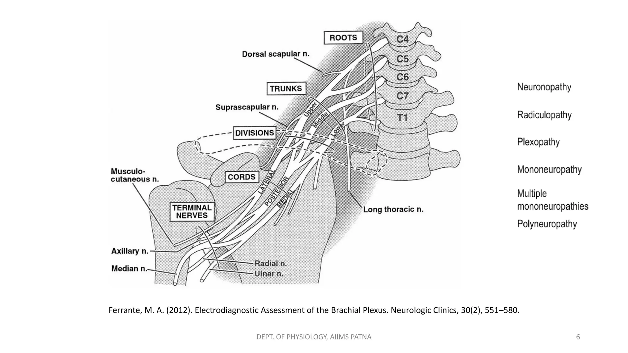 Interpretation of Nerve Conduction Study Findings | PDF