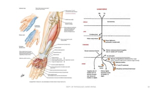 Interpretation of Nerve Conduction Study Findings | PDF