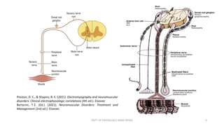 Interpretation of Nerve Conduction Study Findings | PDF