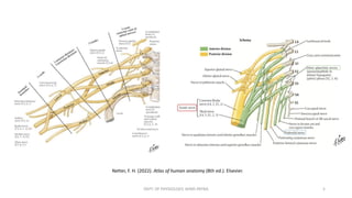 Interpretation of Nerve Conduction Study Findings | PDF