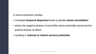 Interpretation of Nerve Conduction Study Findings | PDF