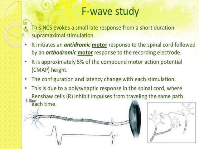 Interpretation of NCV.pptx | Brain and Nervous System Disorders ...