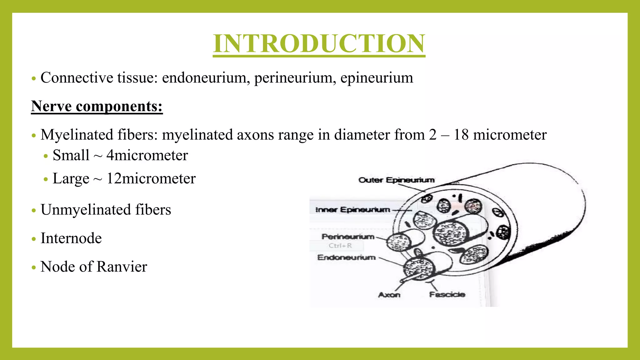 Interpretation of nerve biopsy | PPTX