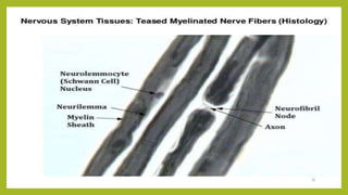 Teased Myelinated Nerve Fiber Slide