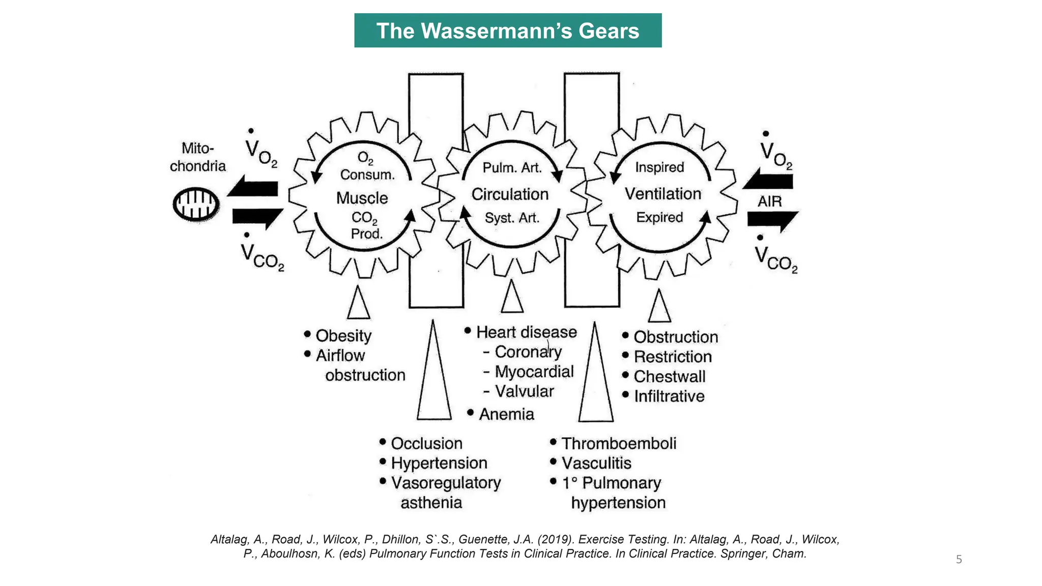 Interpretation of Cardiopulmonary Exercise Testing - Nine Panel Plots | PDF