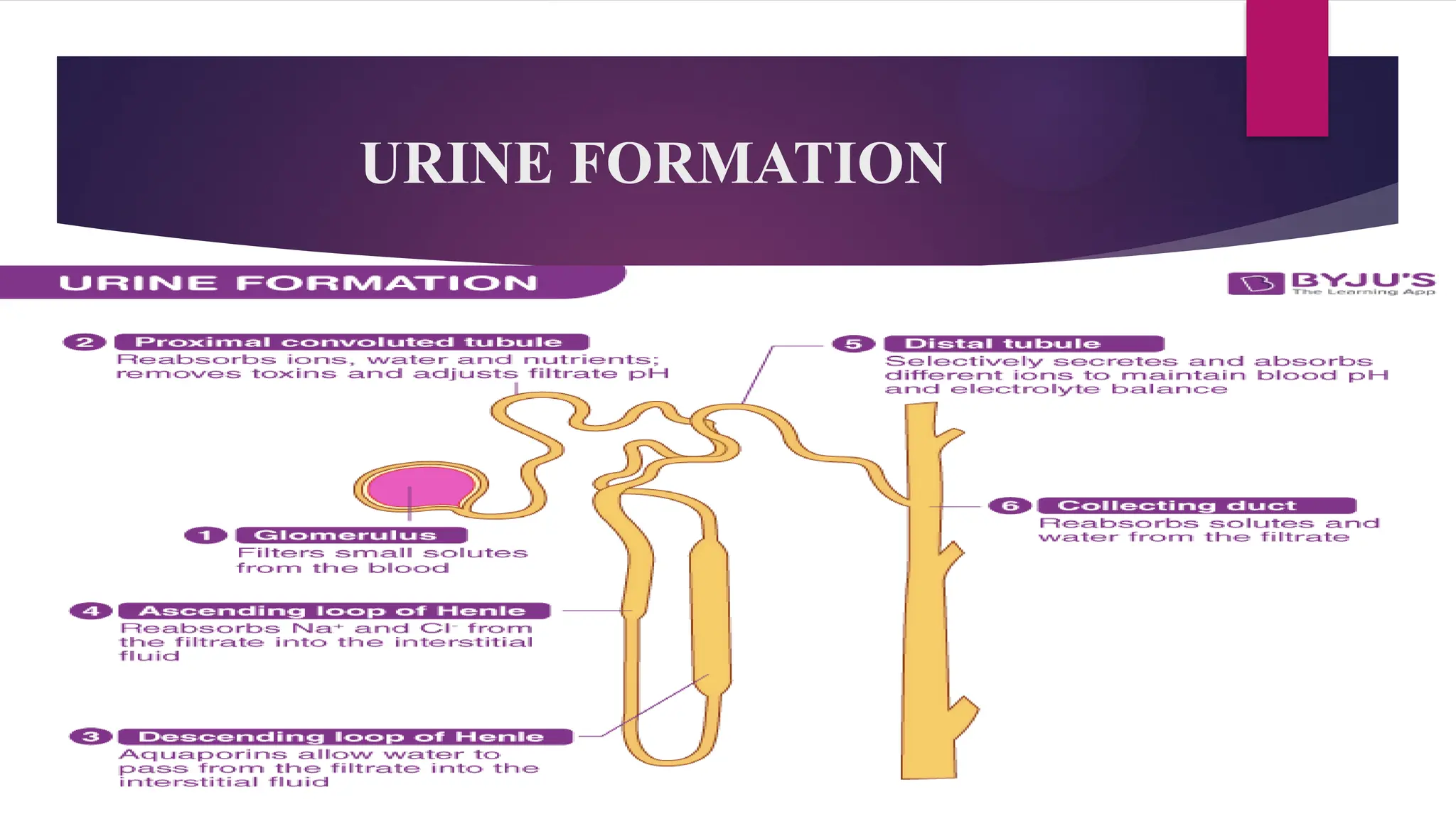 INTERPRETATION OF URINALYSIS BY DR. ONUORAH PRINCESS .pptx