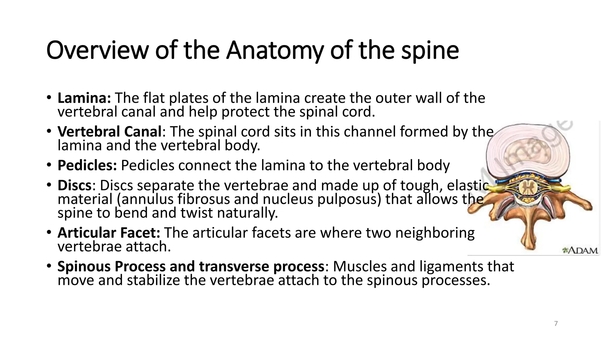 Interpretation of Xrays of the spine.pptx