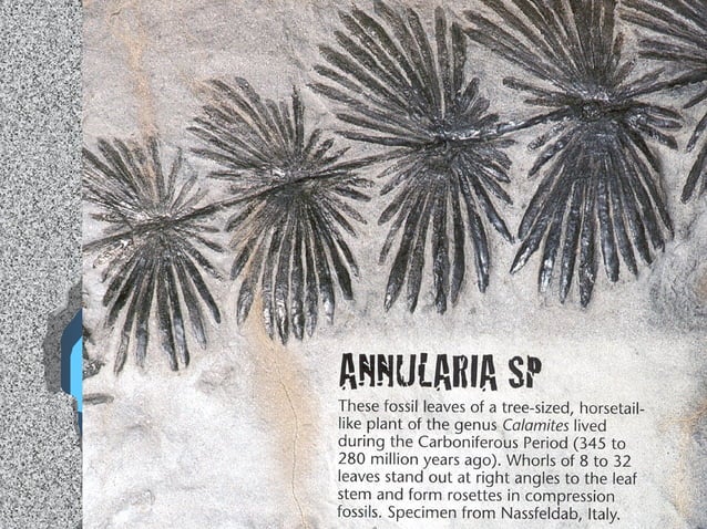 Interpreting geologichistoryupdated2 | PPT