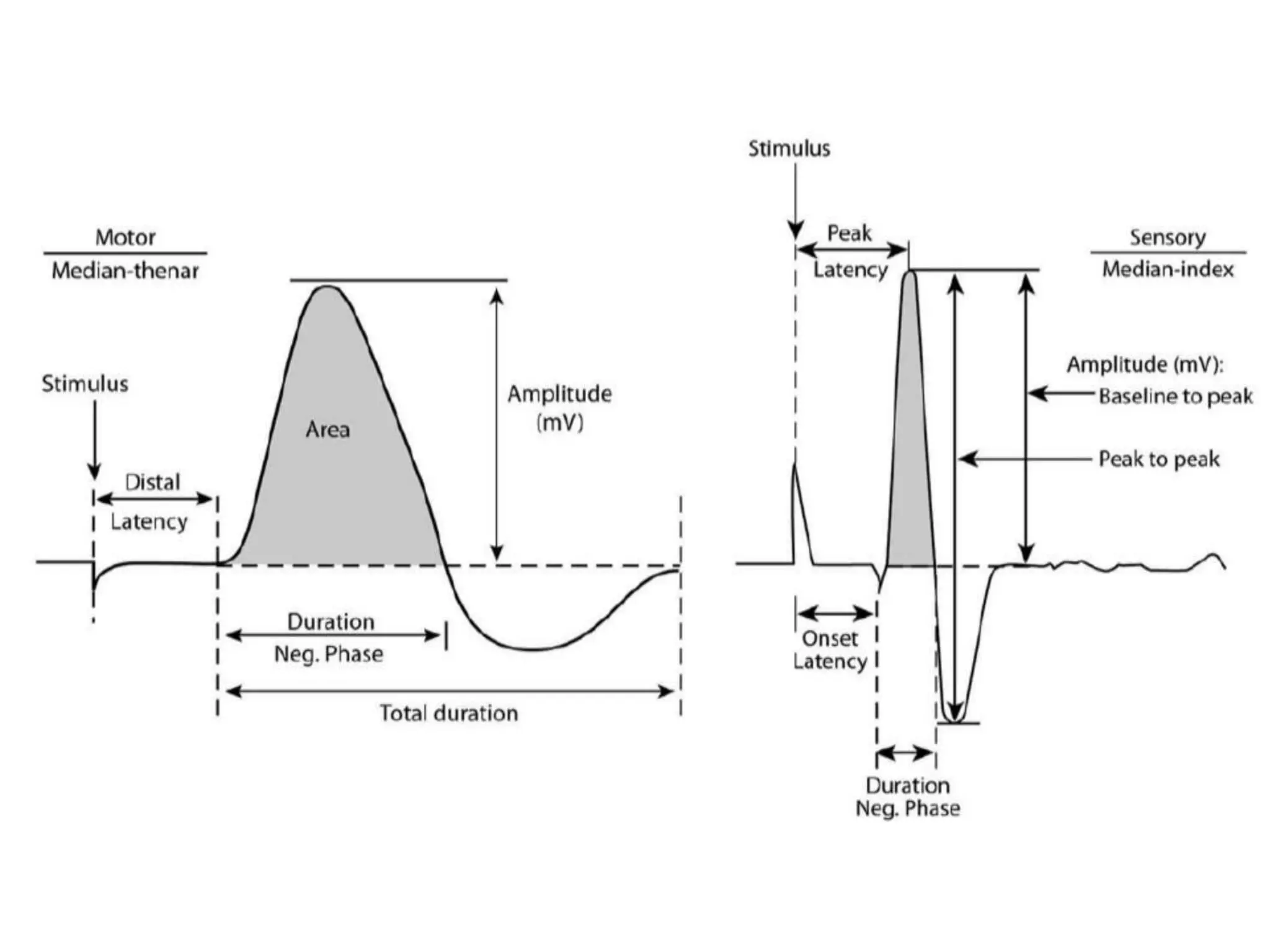 Interpretation of NCS and EMG | PPTX