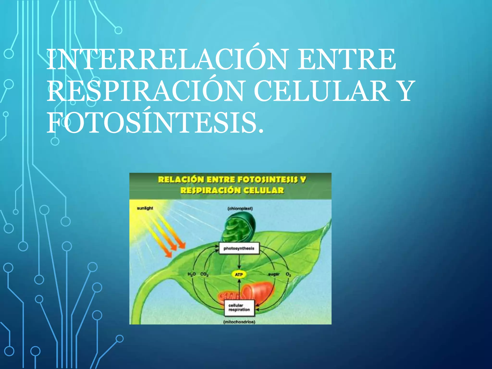 Interrelación entre respiración celular y fotosíntesis | PPTX