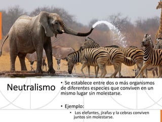Interrelaciones entre los seres vivos | PDF