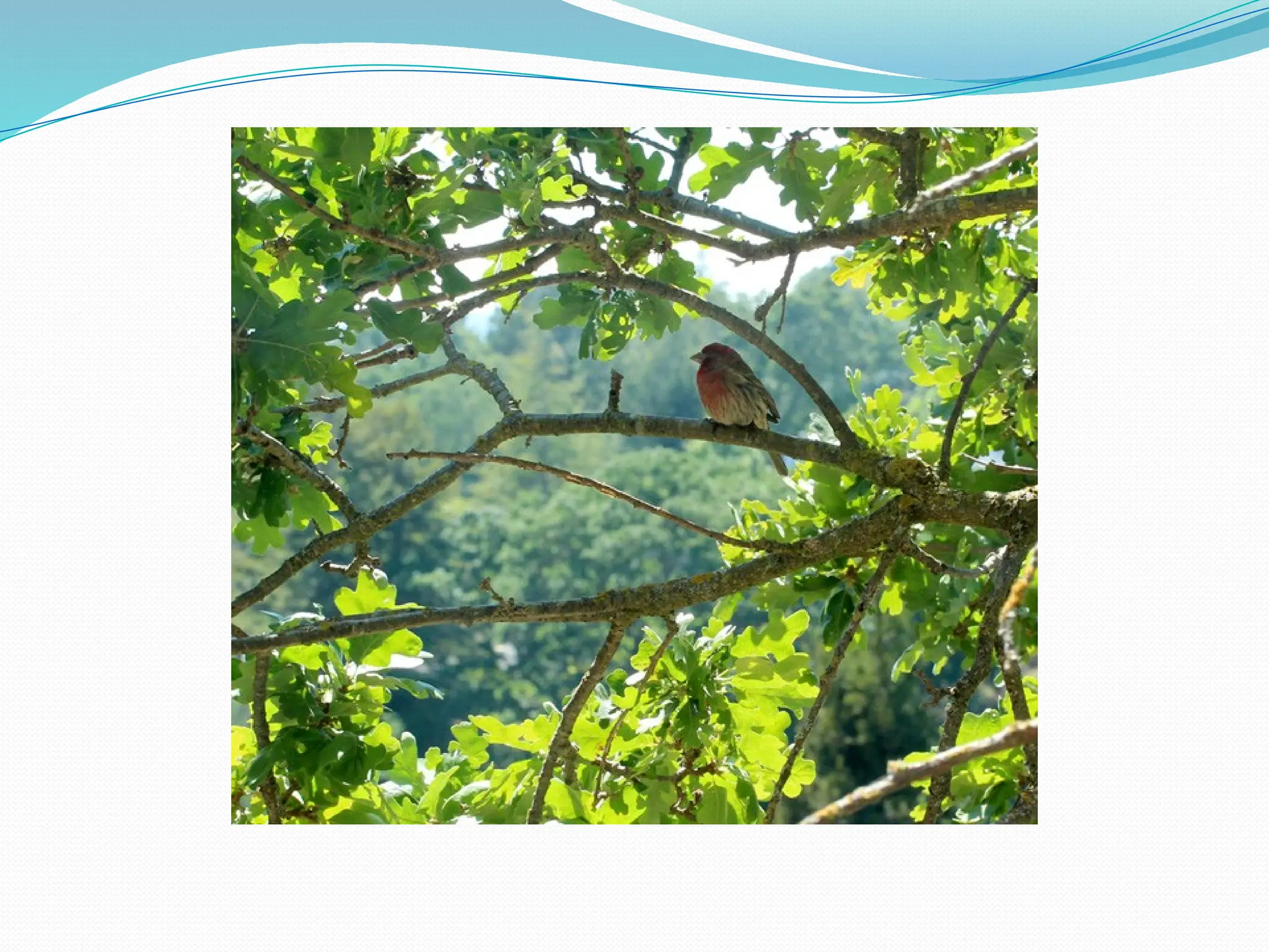 interrelationship-in-ecosystem-educational.pptx