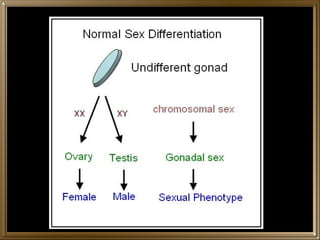 Intersex | PPT