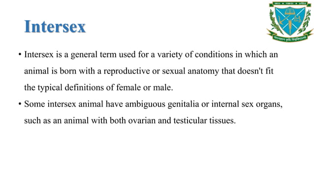 Intersex Anomalies In Cat Ppt
