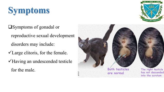 Intersex Anomalies in Cat | PPT