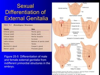 Intersex People Genitalia