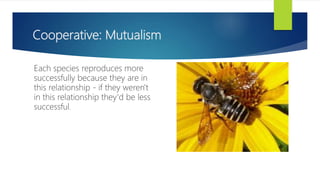 Interspecific relations | PPT
