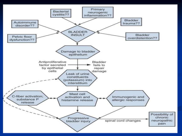 Pathogenesis of Interstitial cystitis | PPT