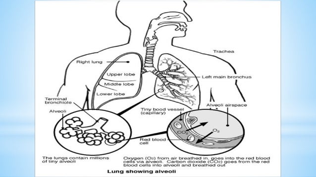Practical approach to Idiopathic Pulmonary Fibrosis.