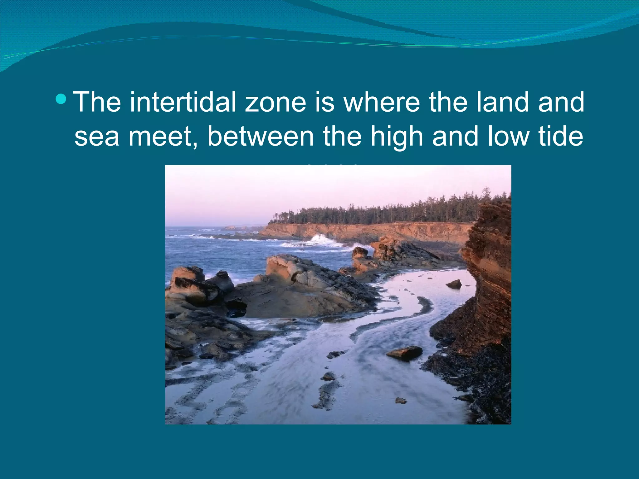 Intertidal Zones | PPT