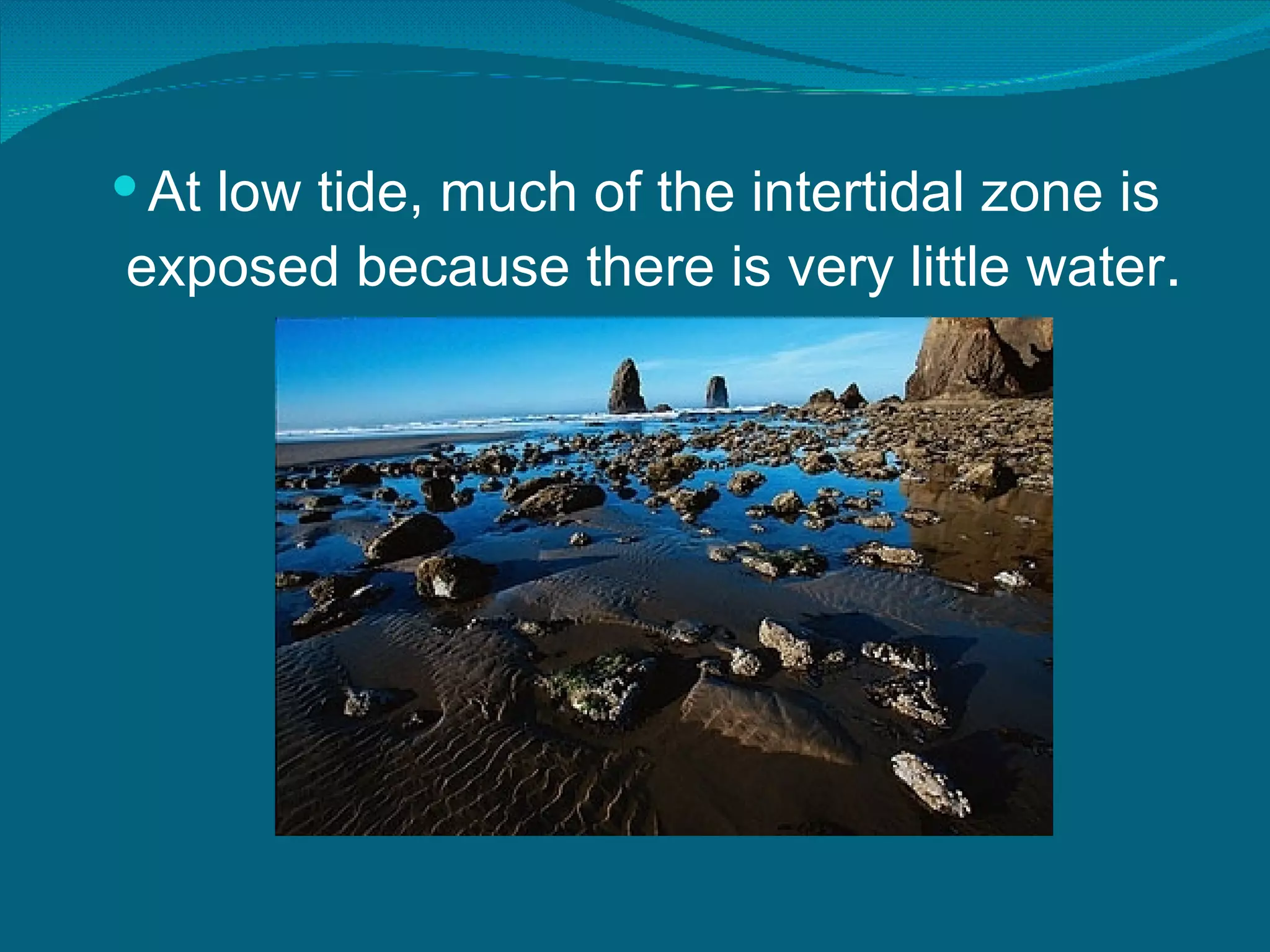Intertidal Zones | PPT
