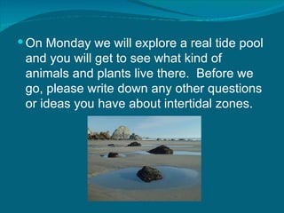 Intertidal Zones | PPT