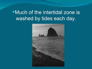 Intertidal Zones | PPT