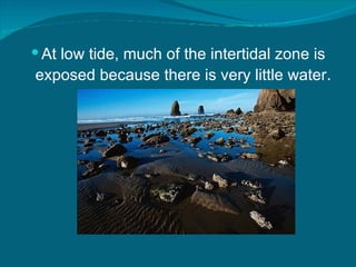 Intertidal Zones | PPT
