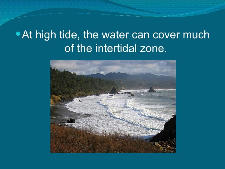 Intertidal Tidal Zone