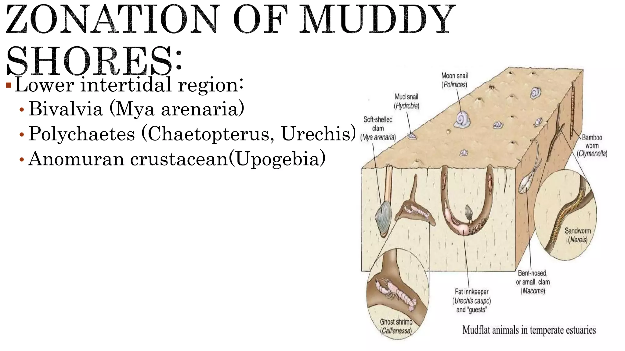 Intertidal organisms and their zonation, M. Sc. Zoology, University of ...