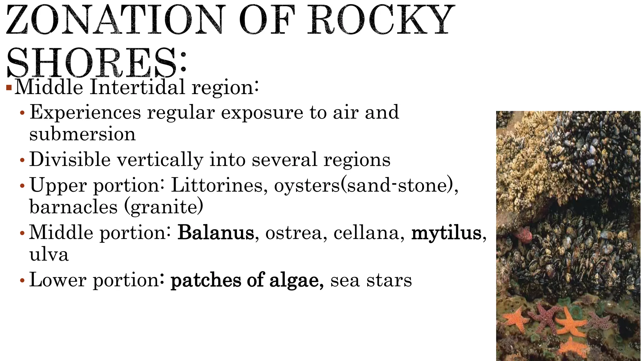 Intertidal organisms and their zonation, M. Sc. Zoology, University of ...