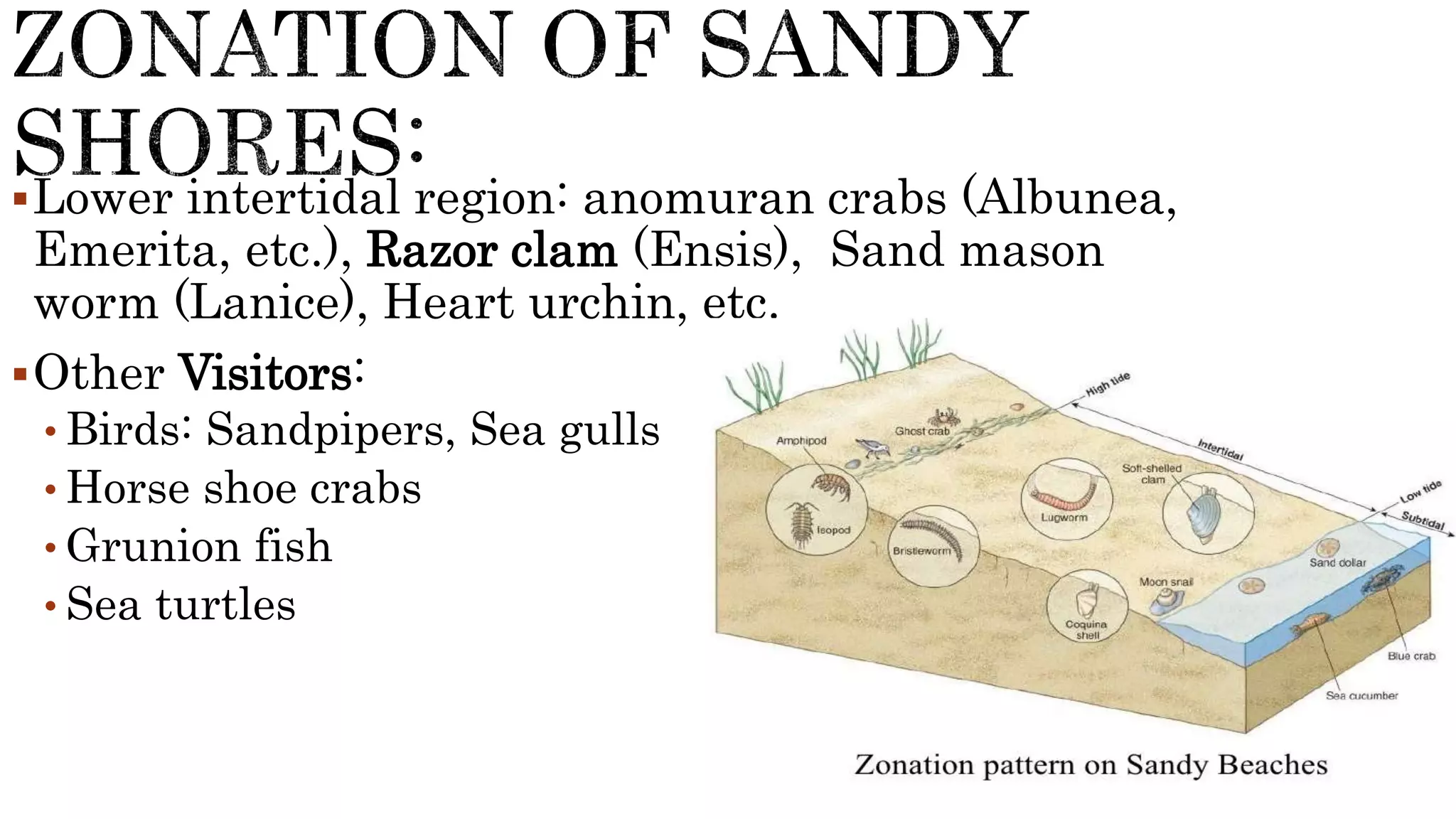 Intertidal organisms and their zonation, M. Sc. Zoology, University of ...
