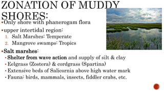 Intertidal organisms and their zonation, M. Sc. Zoology, University of ...