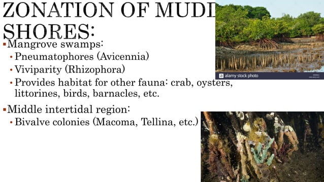 Intertidal organisms and their zonation, M. Sc. Zoology, University of ...