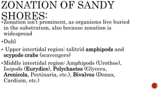 Intertidal organisms and their zonation, M. Sc. Zoology, University of ...
