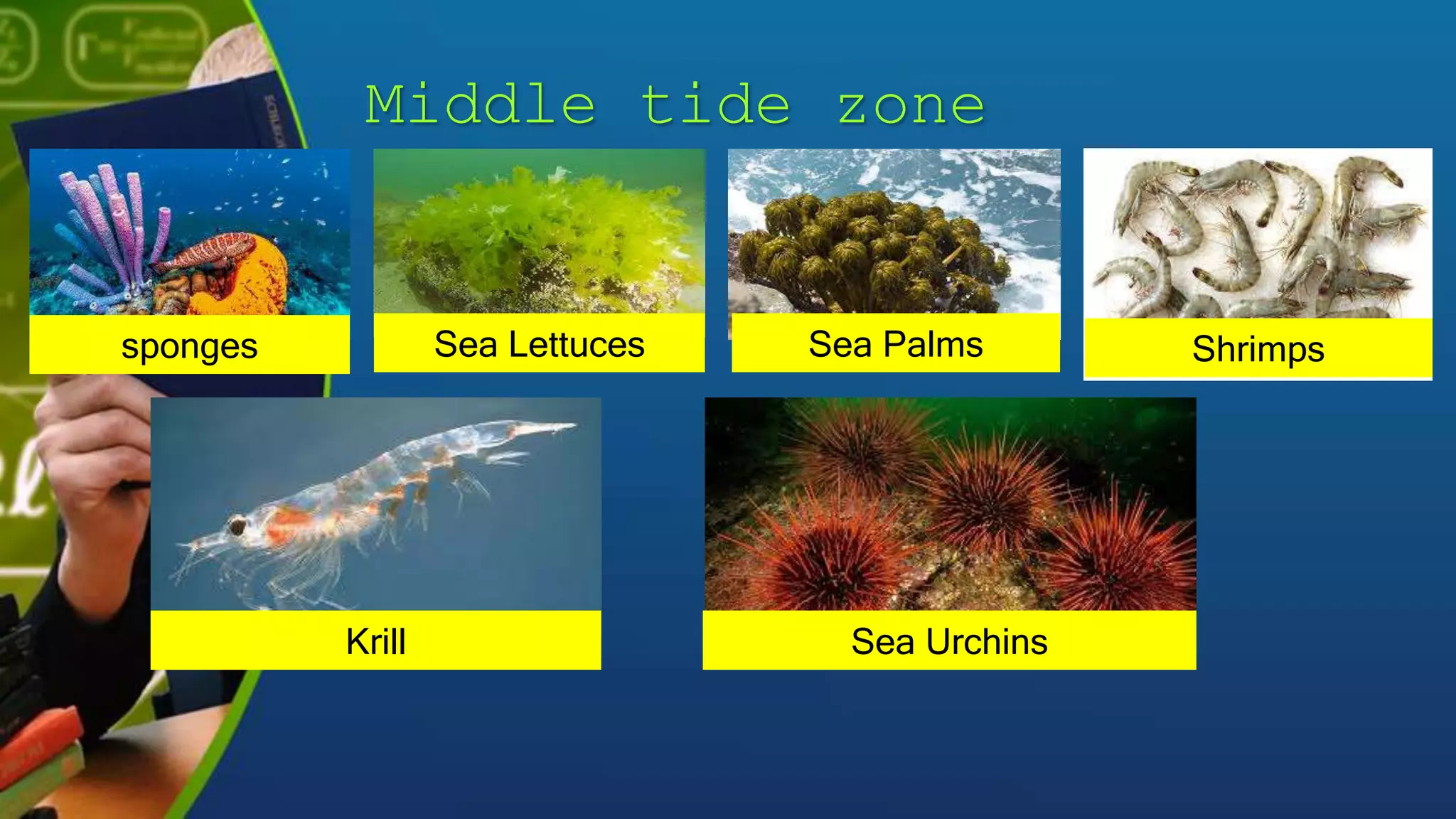 Intertidal zone | PPTX