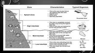 INTERTIDAL ZONES Science 5 3rd quarter.pptx