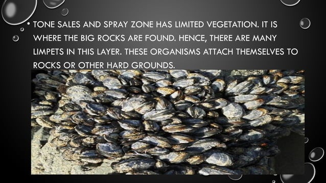 INTERTIDAL ZONES Science 5 3rd quarter.pptx