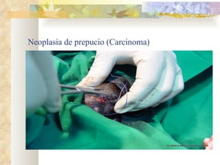 Intervenciones quirúrgicas más comunes ovariohisterectomia, castración ...