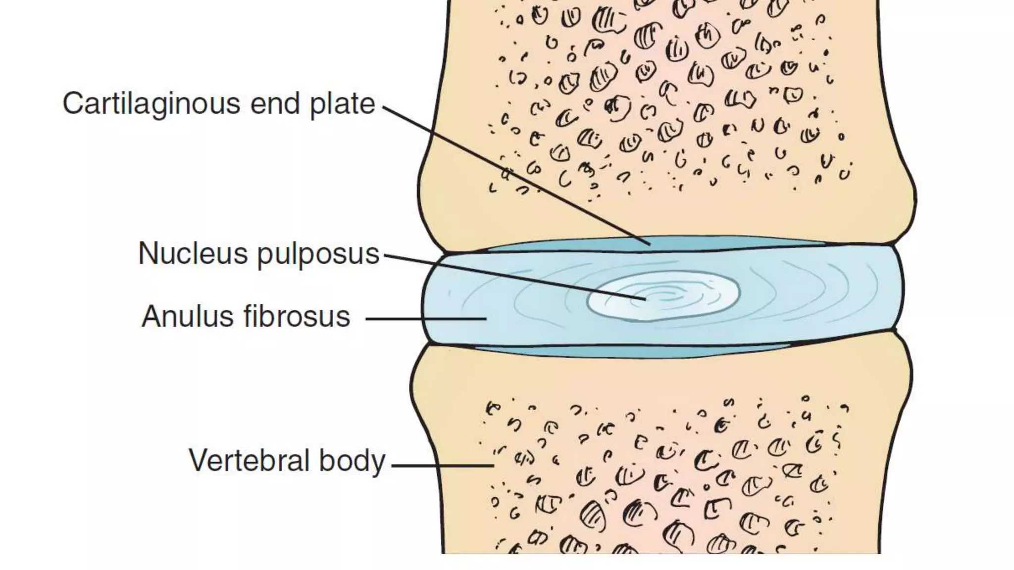 Intervertebral disc anatomy - Dr Sameep Koshti (Consultant Neurosurgeon ...