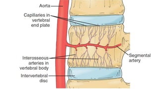 Intervertebral disc anatomy - Dr Sameep Koshti (Consultant Neurosurgeon ...
