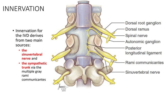 Intervertebral disc anatomy - Dr Sameep Koshti (Consultant Neurosurgeon ...