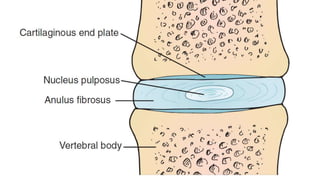 Intervertebral disc anatomy - Dr Sameep Koshti (Consultant Neurosurgeon ...
