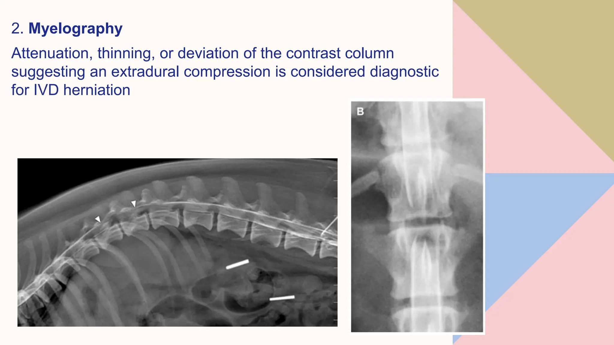 INTERVERTEBRAL DISC PROTRUSION in Dogs.pptx