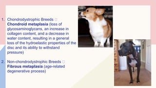 INTERVERTEBRAL DISC PROTRUSION in Dogs.pptx