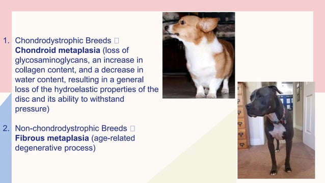 INTERVERTEBRAL DISC PROTRUSION in Dogs.pptx | Bone and Joint Conditions ...